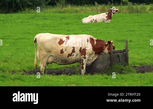 Cow hydration Stock Videos & Footage - HD and 4K Video Clips - Alamy