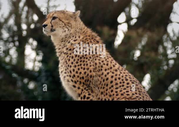 Cheetah sitting looking back Stock Videos & Footage - HD and 4K Video ...
