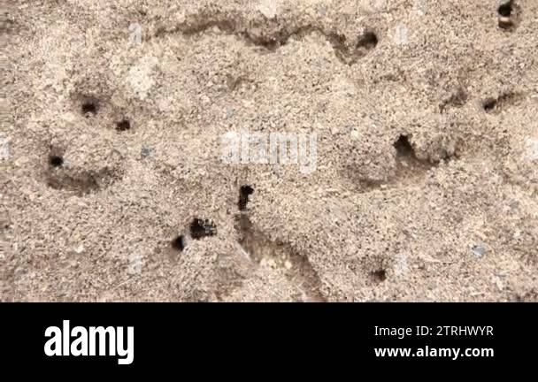 Stormy life in big ant hill in forest. Big anthill with colony of ants ...