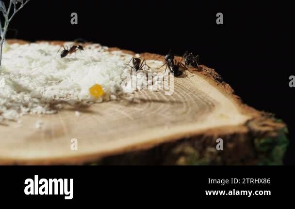 Different types of insects Stock Videos & Footage - HD and 4K Video ...