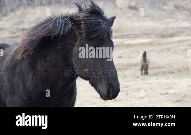 Mane attraction Stock Videos & Footage - HD and 4K Video Clips - Alamy