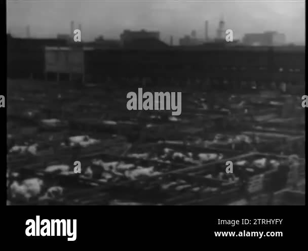 Stockyard industry Stock Videos & Footage - HD and 4K Video Clips - Alamy