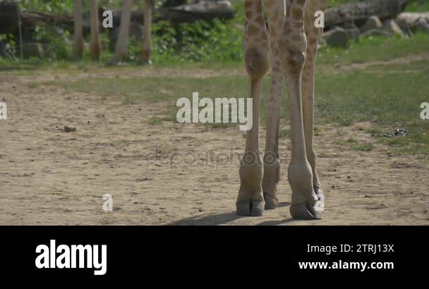 Giraffes' Legs Tails Animals Walking by Ground Observation of the ...