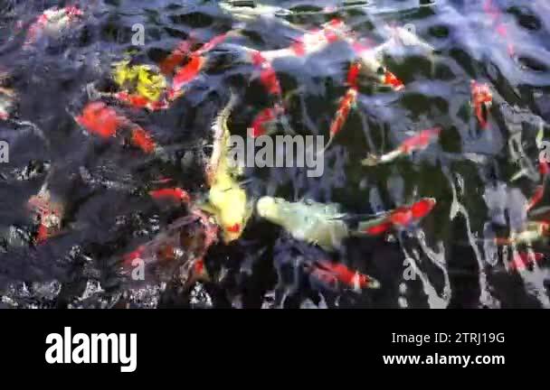 Slow motion Koi Carp,Top view Group of Japanese fish underwater feeding ...