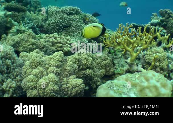 Beautiful picture of a reef with different types of coral and fish ...