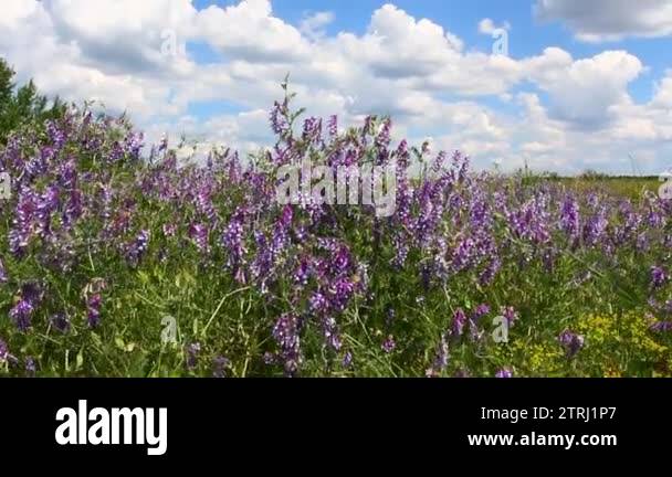 Blue violet flowers Stock Videos & Footage - HD and 4K Video Clips - Alamy