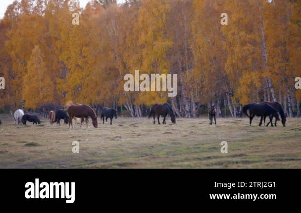 Horse fall Stock Videos & Footage - HD and 4K Video Clips - Alamy