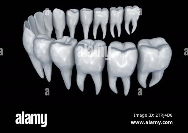 Dentistry anatomy Stock Videos & Footage - HD and 4K Video Clips - Alamy