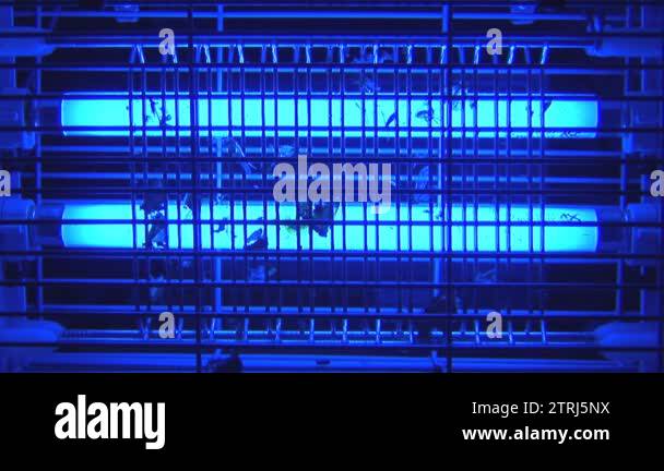 Insect killing lamp Stock Videos & Footage - HD and 4K Video Clips - Alamy