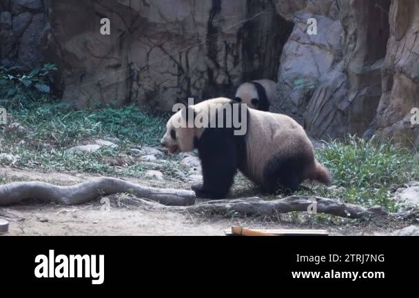 Animal pooping Stock Videos & Footage - HD and 4K Video Clips - Alamy