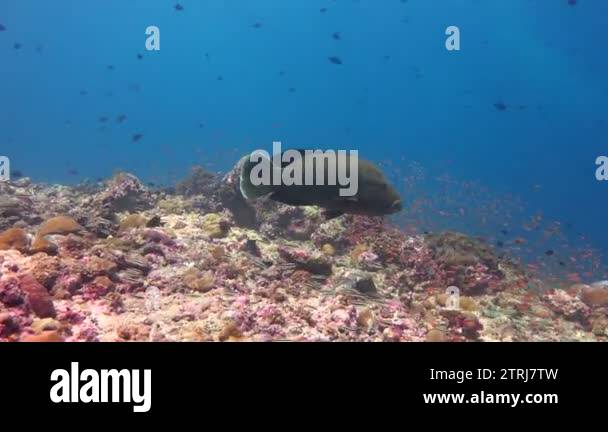 Napoleonfish. Exciting underwater diving in the reefs of the Maldives ...
