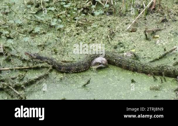 Swamp snake Stock Videos & Footage - HD and 4K Video Clips - Alamy