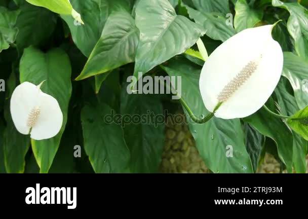 Spathe araceae Stock Videos & Footage - HD and 4K Video Clips - Alamy