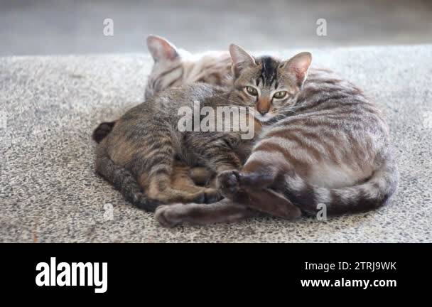 Lean cat Stock Videos & Footage - HD and 4K Video Clips - Alamy