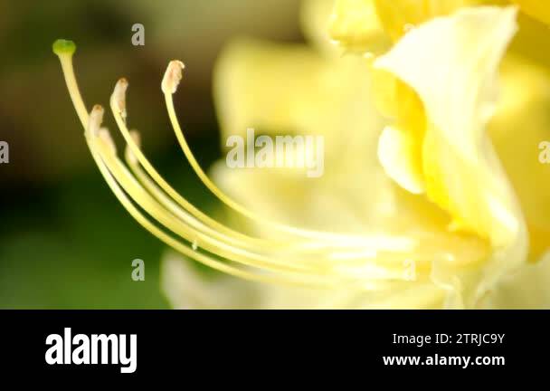 Arctic azalea Stock Videos & Footage - HD and 4K Video Clips - Alamy