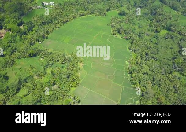 AERIAL: Flying above gorgeous rice paddy in the middle of dense lush ...
