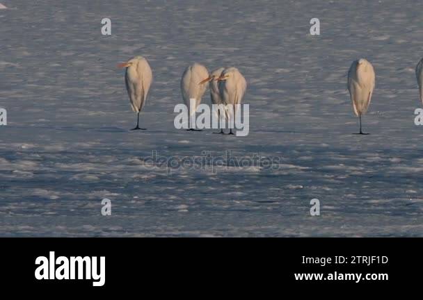 Flock of Great white Egret - Ardea alba is enjoying the first light ...