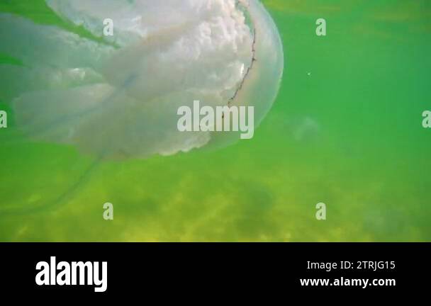 floating jellyfish under water in the Black Sea , Ukraine Stock Video ...