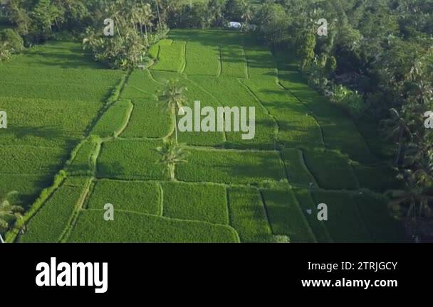 Flat rice field Stock Videos & Footage - HD and 4K Video Clips - Alamy