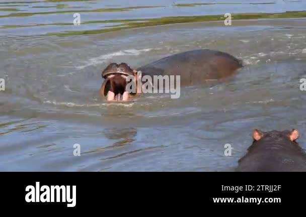 Hippos swim Stock Videos & Footage - HD and 4K Video Clips - Alamy