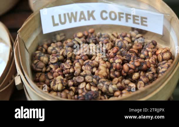 Civet coffee (kopi luwak) Stock Videos & Footage - HD and 4K Video ...