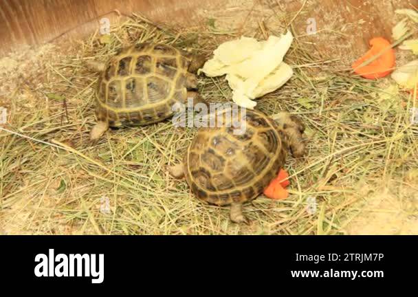 Breeding turtles Stock Videos & Footage - HD and 4K Video Clips - Alamy