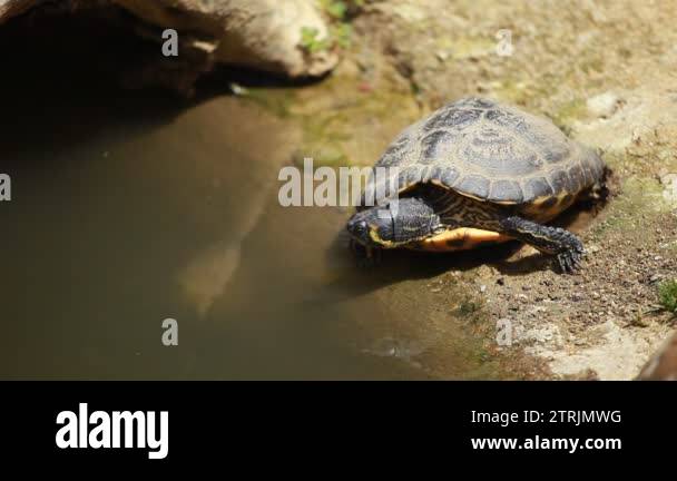 African water tortoise Stock Video Footage - Alamy