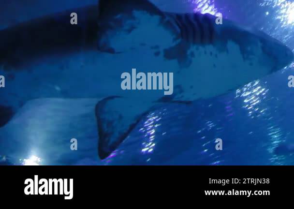 Sand Tiger Shark Carcharias taurus , dangerous fish floating in special ...