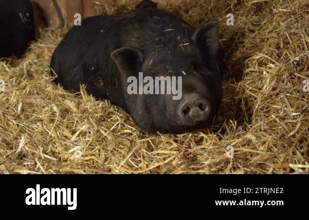 Little pig looking mother Stock Videos & Footage - HD and 4K Video ...