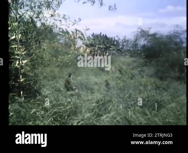 Army tanks and foot soldiers moving through tall grass Stock Video ...
