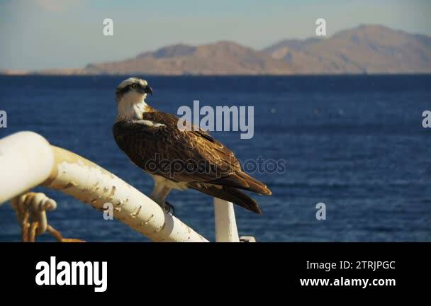Marine Bird of Prey Osprey Sits on the Mast of the Ships Bow Against ...