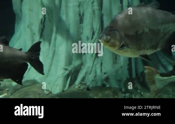 The tambaqui Colossoma macropomum , a freshwater species of serrasalmid ...