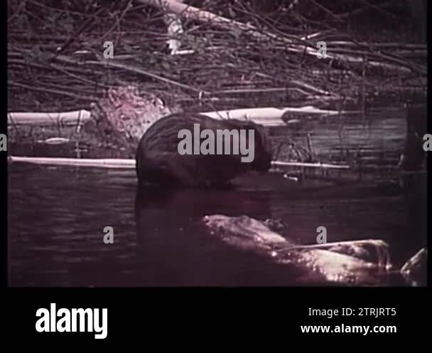 Humor river Stock Videos & Footage - HD and 4K Video Clips - Alamy