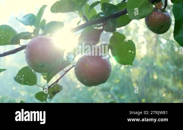 Fresh Organic Apples hanging on Branch of apple tree in a garden with ...