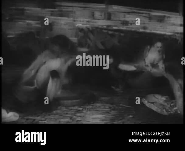 Monkey parrot Stock Videos & Footage - HD and 4K Video Clips - Alamy