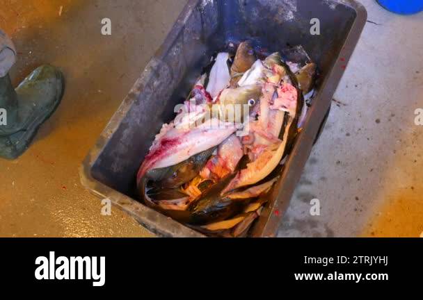 A male hand throws fish skeleton into a black plastic crate. The ...