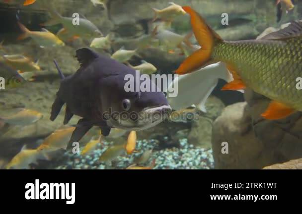 Fish looking at the camera Stock Videos & Footage - HD and 4K Video ...