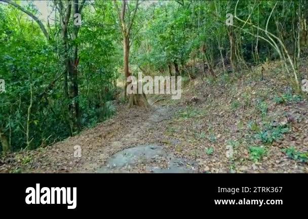 ground pathway among tropical forest Stock Video Footage - Alamy