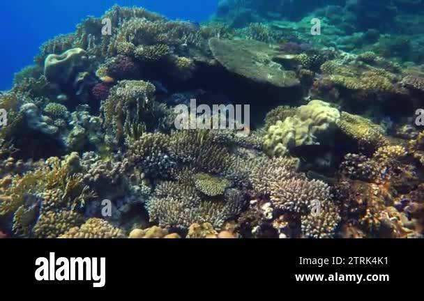 Coral reef, tropical fish. Warm ocean and clear water. Underwater world ...