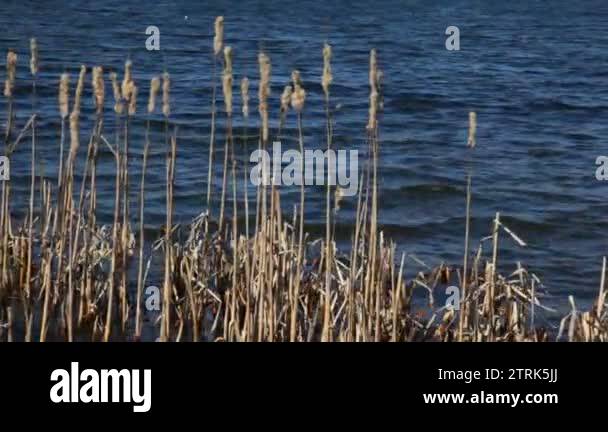 Reed mace in Stock Videos & Footage - HD and 4K Video Clips - Alamy