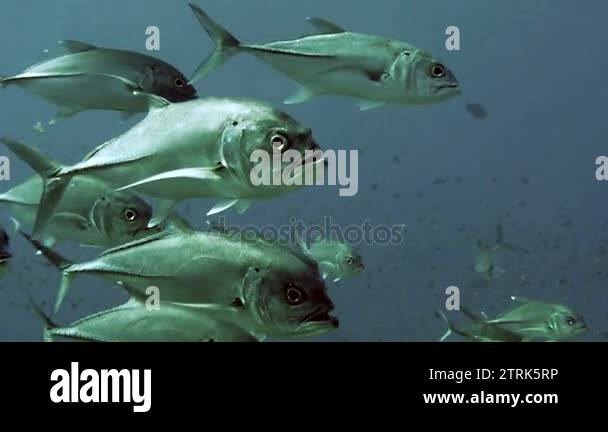 Big eye trevally Stock Videos & Footage - HD and 4K Video Clips - Alamy