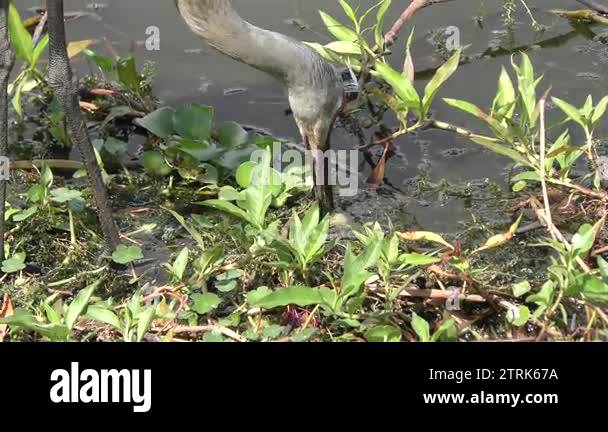 Bird eating turtle Stock Videos & Footage - HD and 4K Video Clips - Alamy