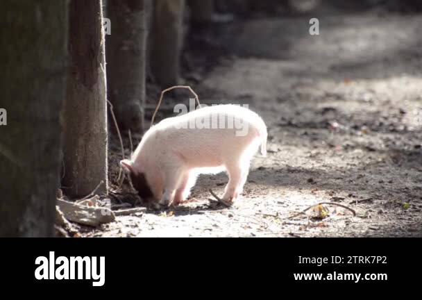 Pig in trees Stock Videos & Footage - HD and 4K Video Clips - Alamy