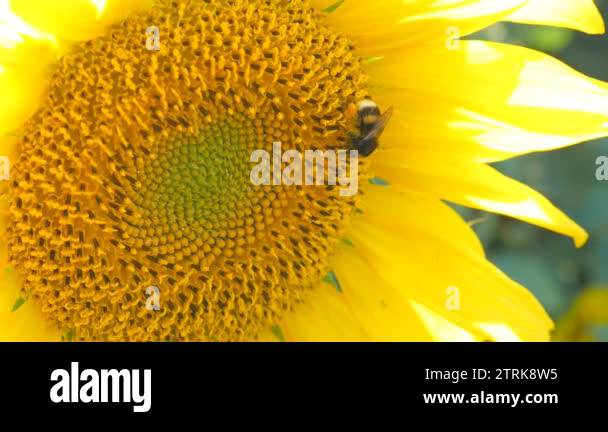 Sunflower working bee bright sunny weather close up natural energy ...