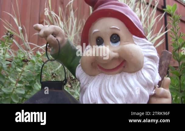 Dwarf lantern Stock Videos & Footage - HD and 4K Video Clips - Alamy