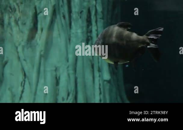 The tambaqui Colossoma macropomum , a freshwater species of serrasalmid ...