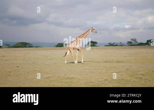 Walking animals in distance Stock Videos & Footage - HD and 4K Video ...
