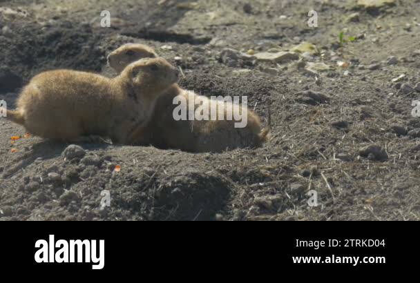Two Nervous Grey Gophers Stand Near to Input Into an Underground Lair ...