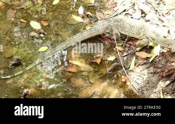 Asian water monitor lizard cruising mangrove saline swamp Stock Video ...