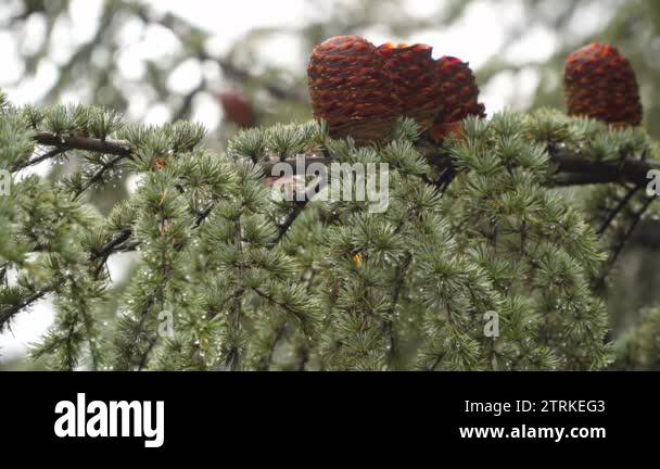 Tenterhooks Stock Videos & Footage - HD and 4K Video Clips - Alamy